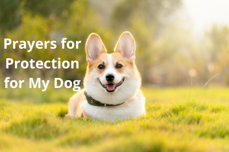 Prayers For Protection For My Dog - LoveFlocks