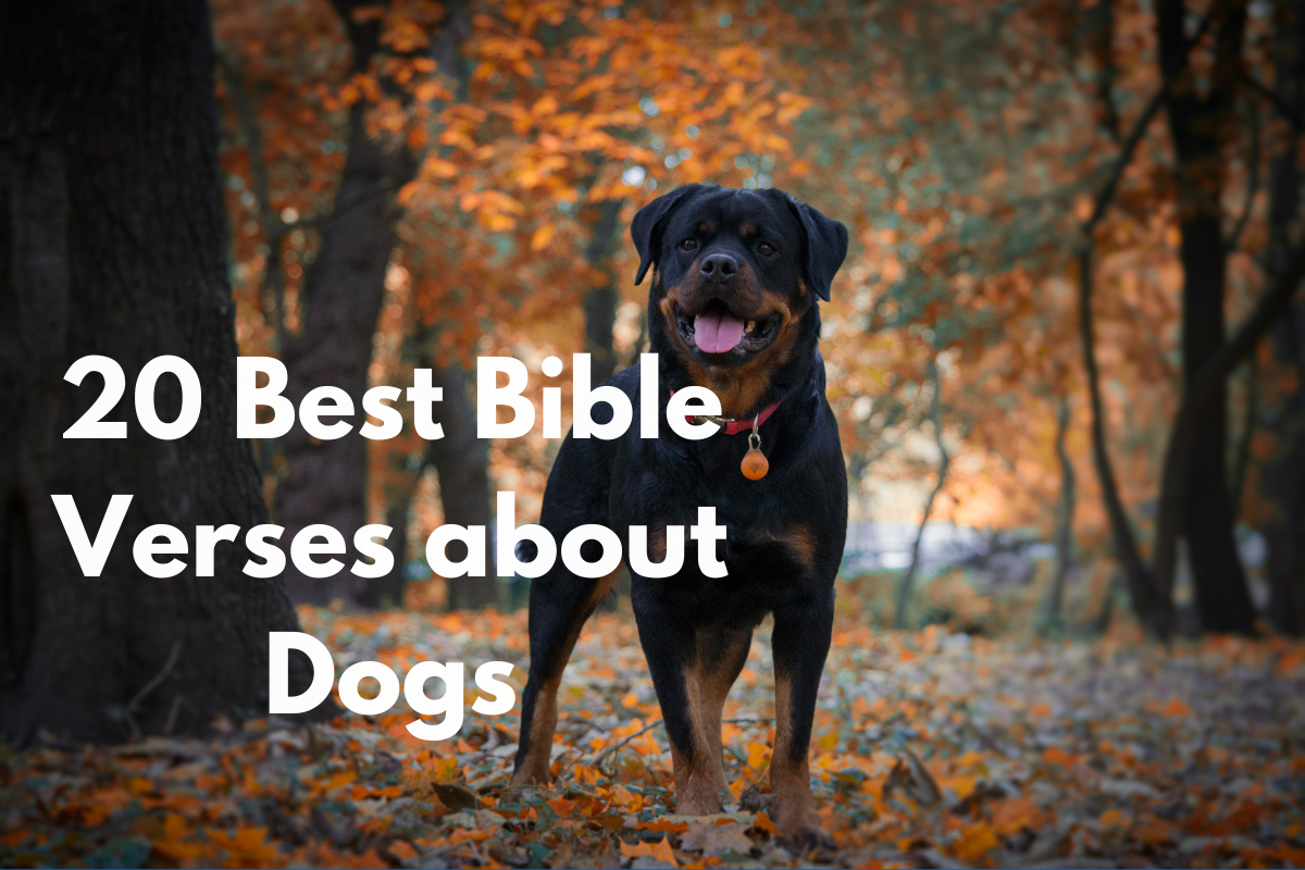 20 Best Bible Verses about Dogs - LoveFlocks