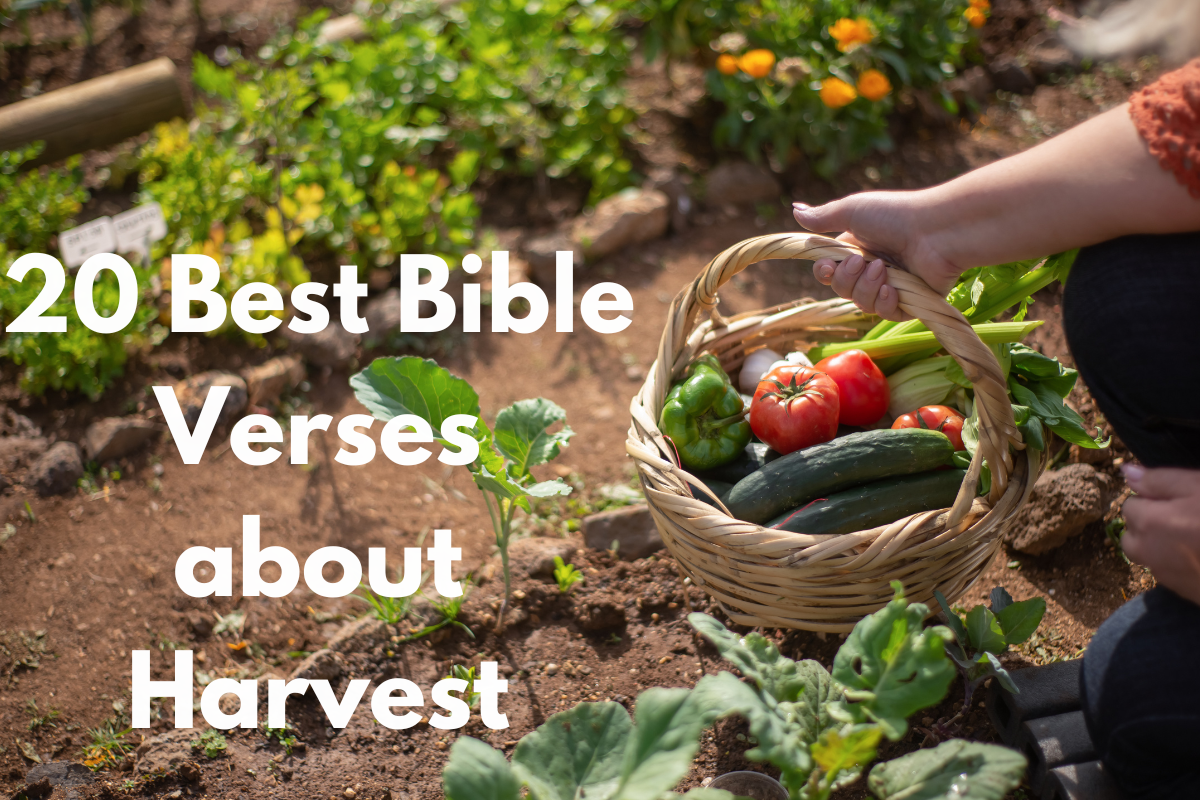 20 Best Bible Verses about Harvest - LoveFlocks