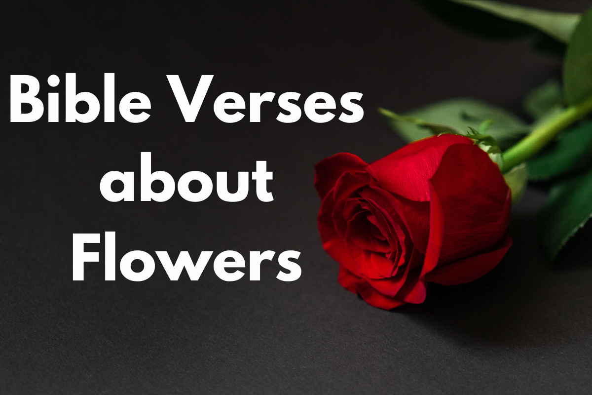 Bible Verses about Flowers - LoveFlocks