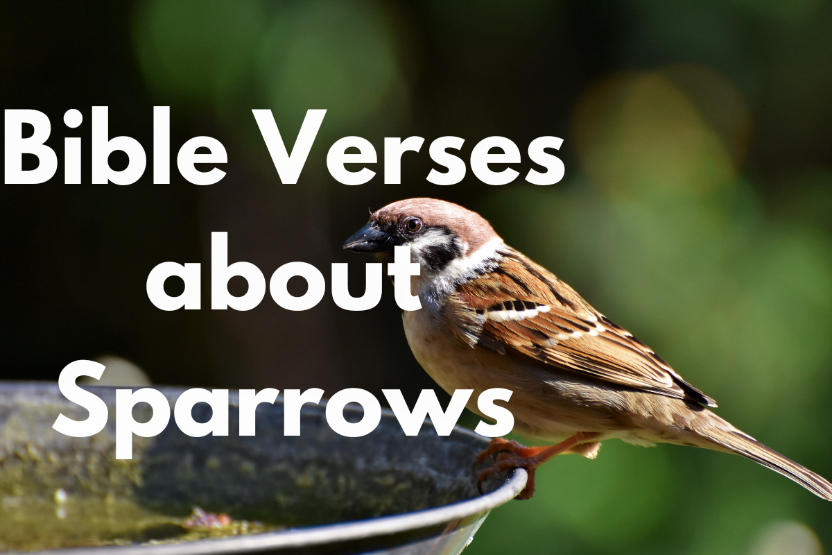 Bible Verses about Sparrows - LoveFlocks