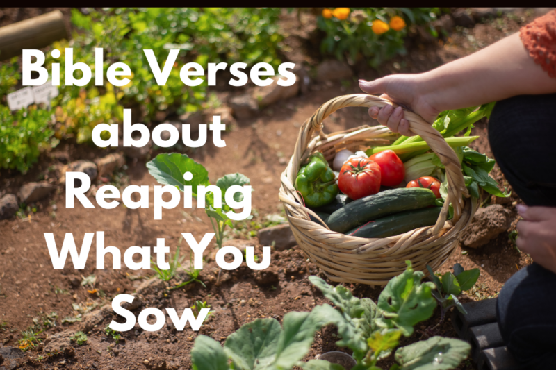 Bible Verses about Reaping What You Sow - LoveFlocks
