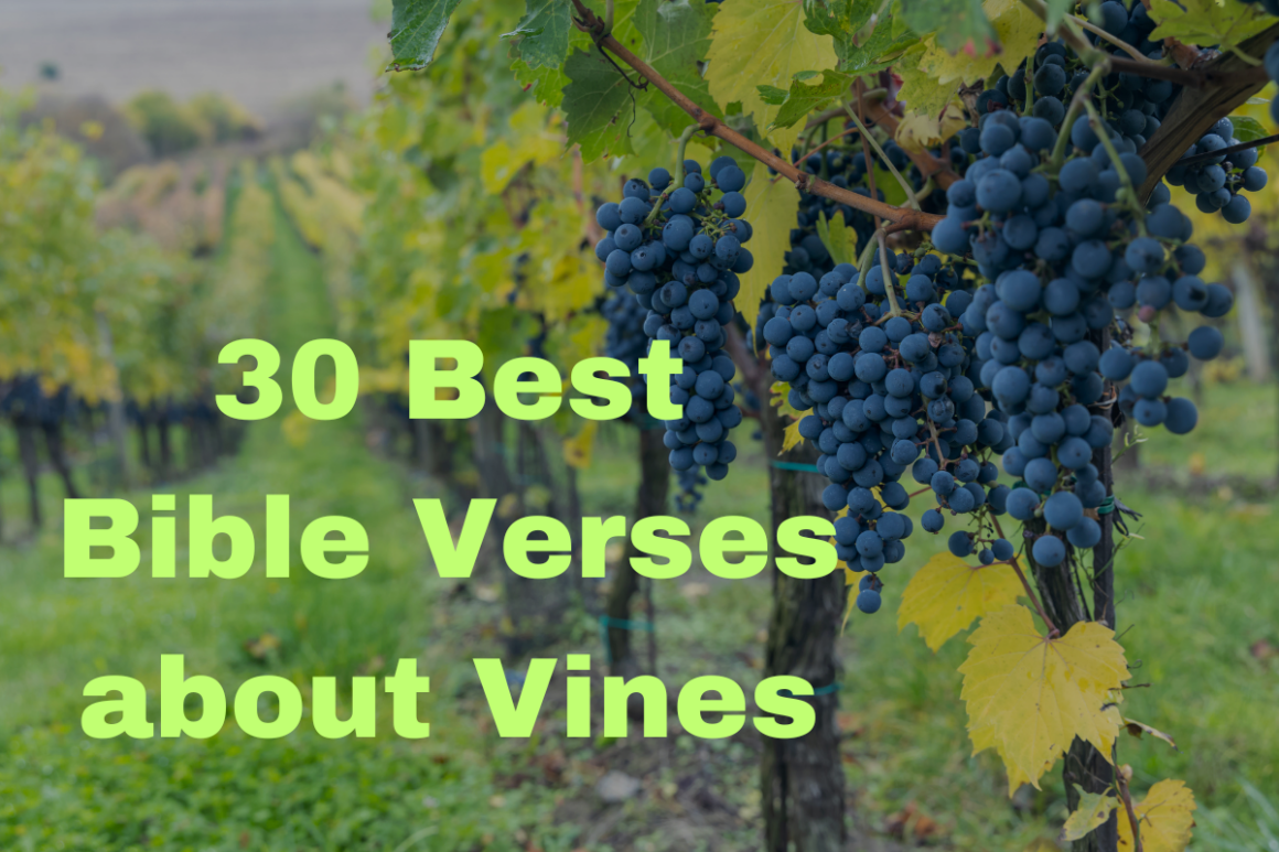 30 Best Bible Verses about Vines - LoveFlocks