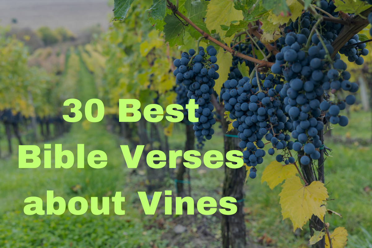 30 Best Bible Verses about Vines - LoveFlocks